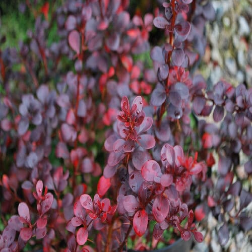 Vöröslevelű japán borbolya - Berberis thunbergii 'dart's red lady ...