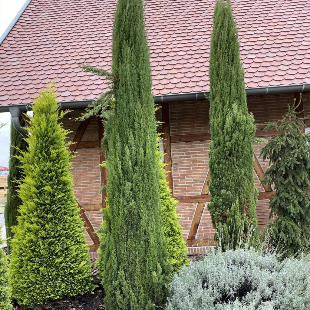 Európai ciprus (Cupressus sempervirens 'Totem') - Hungaroplant.hu