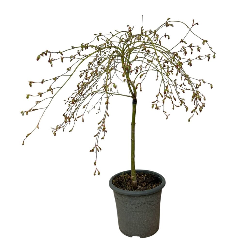 Mezei juhar - Acer campestre - Hungaroplant.hu