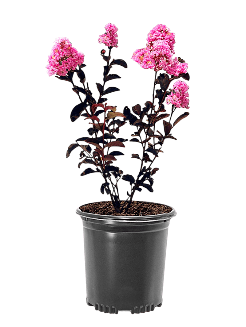 Selyemmirtusz (lagerstroemia indica ’shell pink’) - Hungaroplant.hu