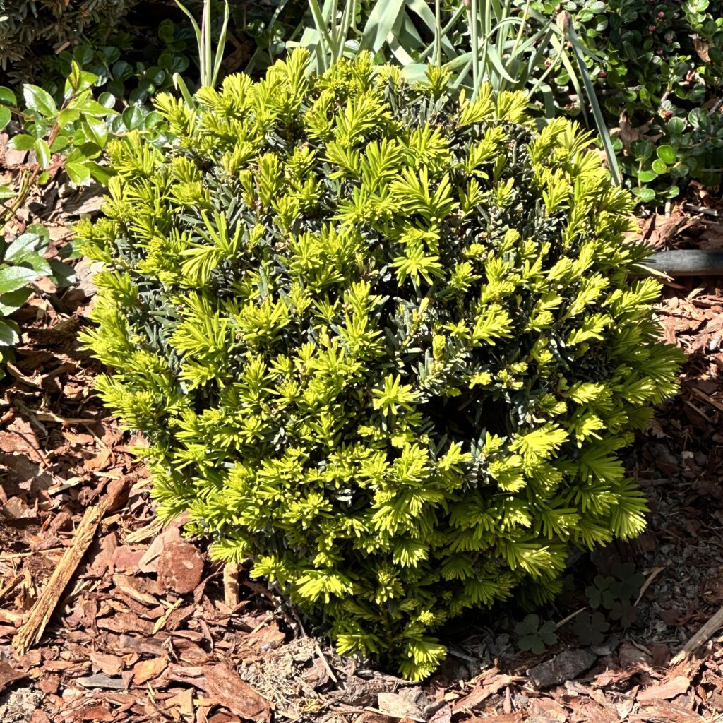 Gömbformára nyírt közönséges tiszafa (taxus baccata) - Hungaroplant.hu